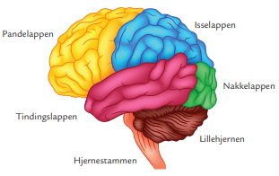 Lær om hjernen